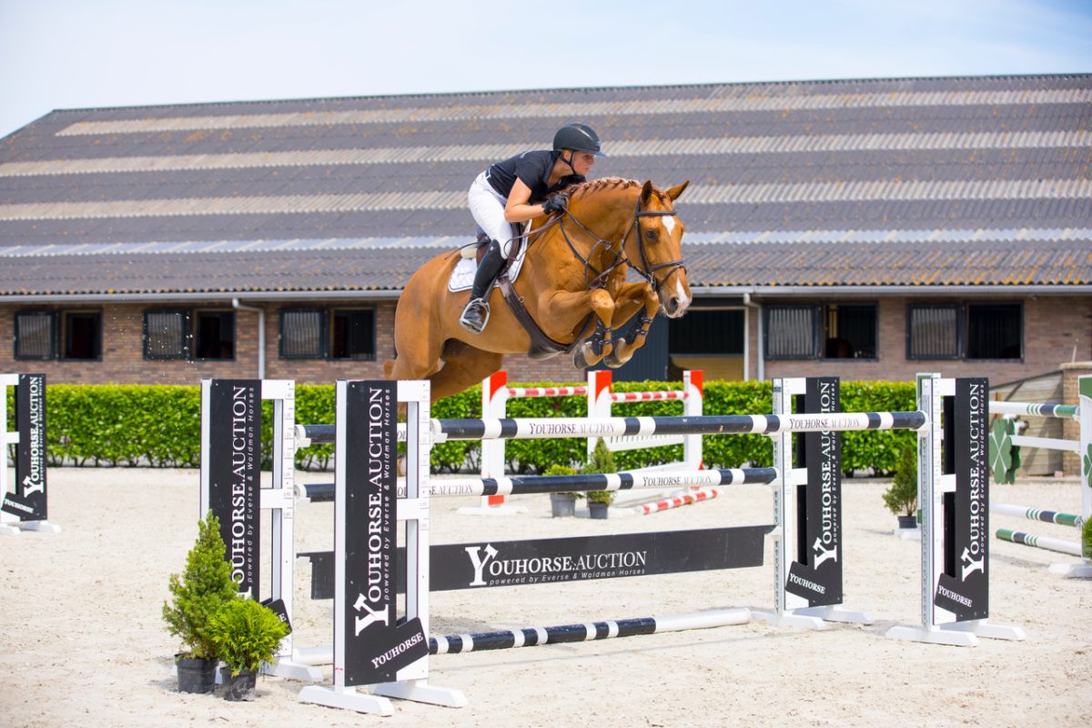 USA Spitzenreiter Bei Jubil umsausgabe Von Youhorse auction Spring
