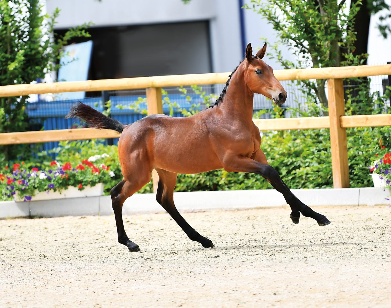 Heartbreaker, Tobago Z, Eldorado v. d. Zeshoek: Ein Blick lohnt sich ...