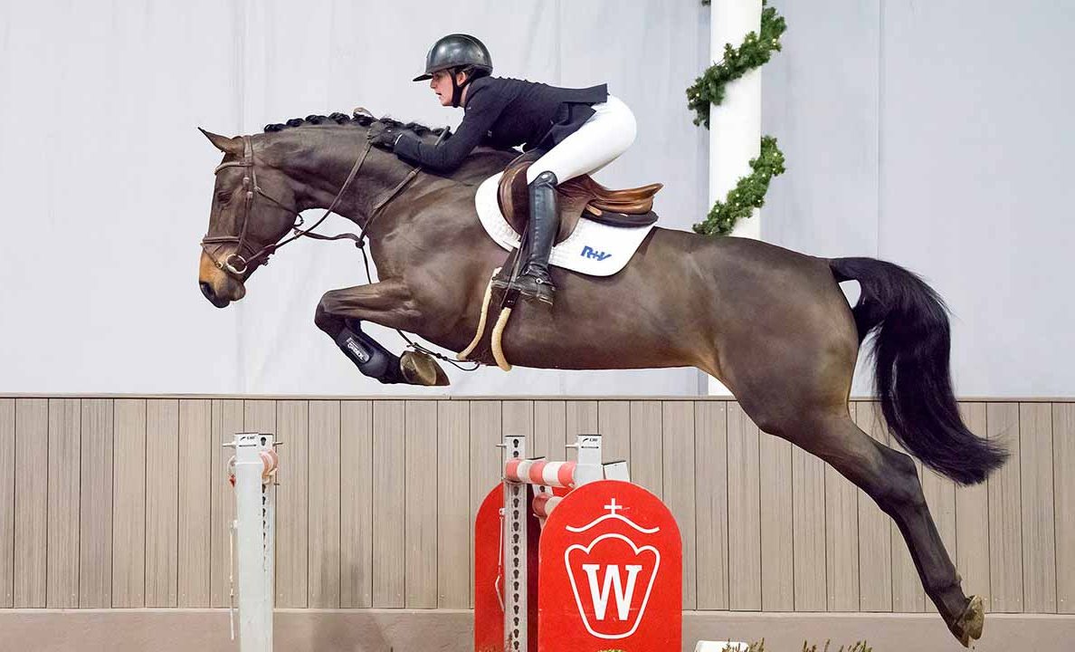 Neues Jahr, neues Pferd: Westfalen starten ins Auktionsjahr – spring ...