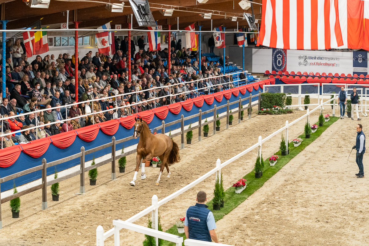 Oldenburger Hengst-Tage: Zeitplan & Livestream – spring-reiter.de