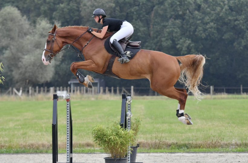 spring-reiter.de – Die ganze Welt des Springreitens