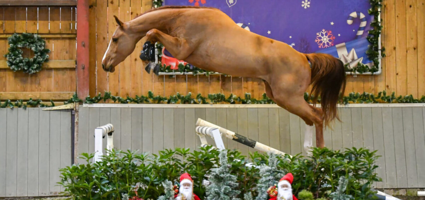 Embryos von HH Azur, Lightningthina van ‚t Ruytershof und ...